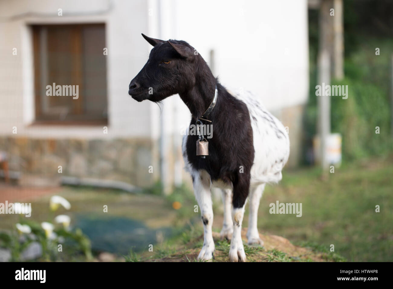 Female goat hi-res stock photography and images - Alamy