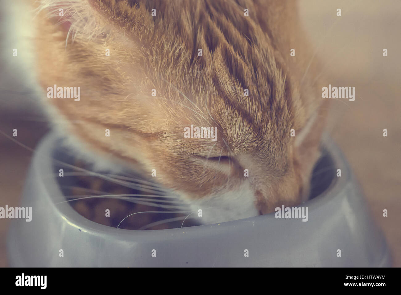 Red cat eating food from bowl in close up Stock Photo - Alamy