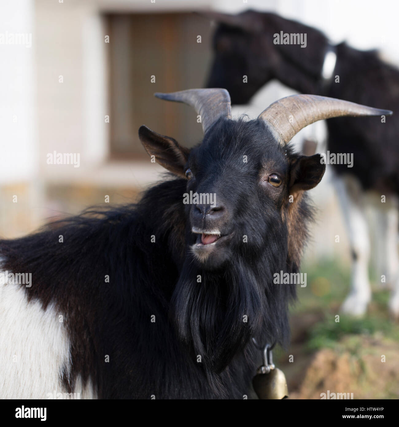 Male goat hi-res stock photography and images - Alamy