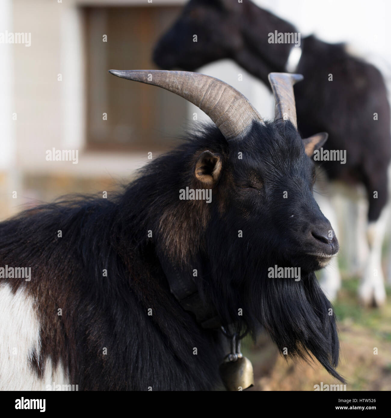 Goat square eyes hi-res stock photography and images - Alamy