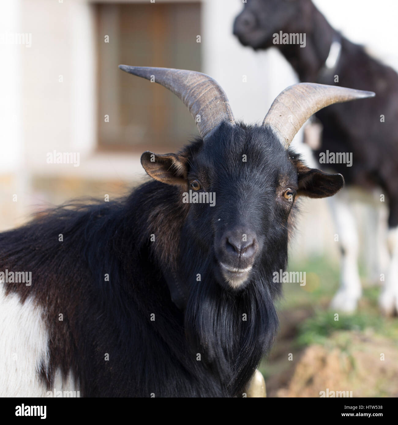One male goat hi-res stock photography and images - Alamy