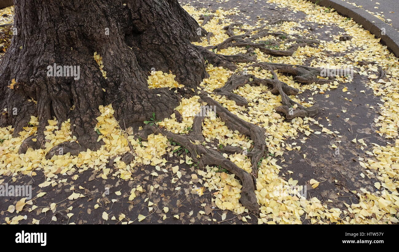Ginkgo tree fall hi-res stock photography and images - Alamy