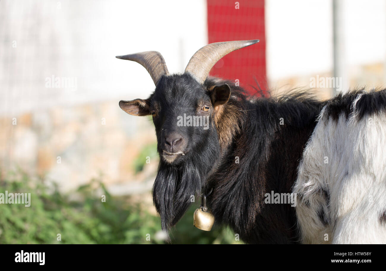 Male goat hi-res stock photography and images - Alamy