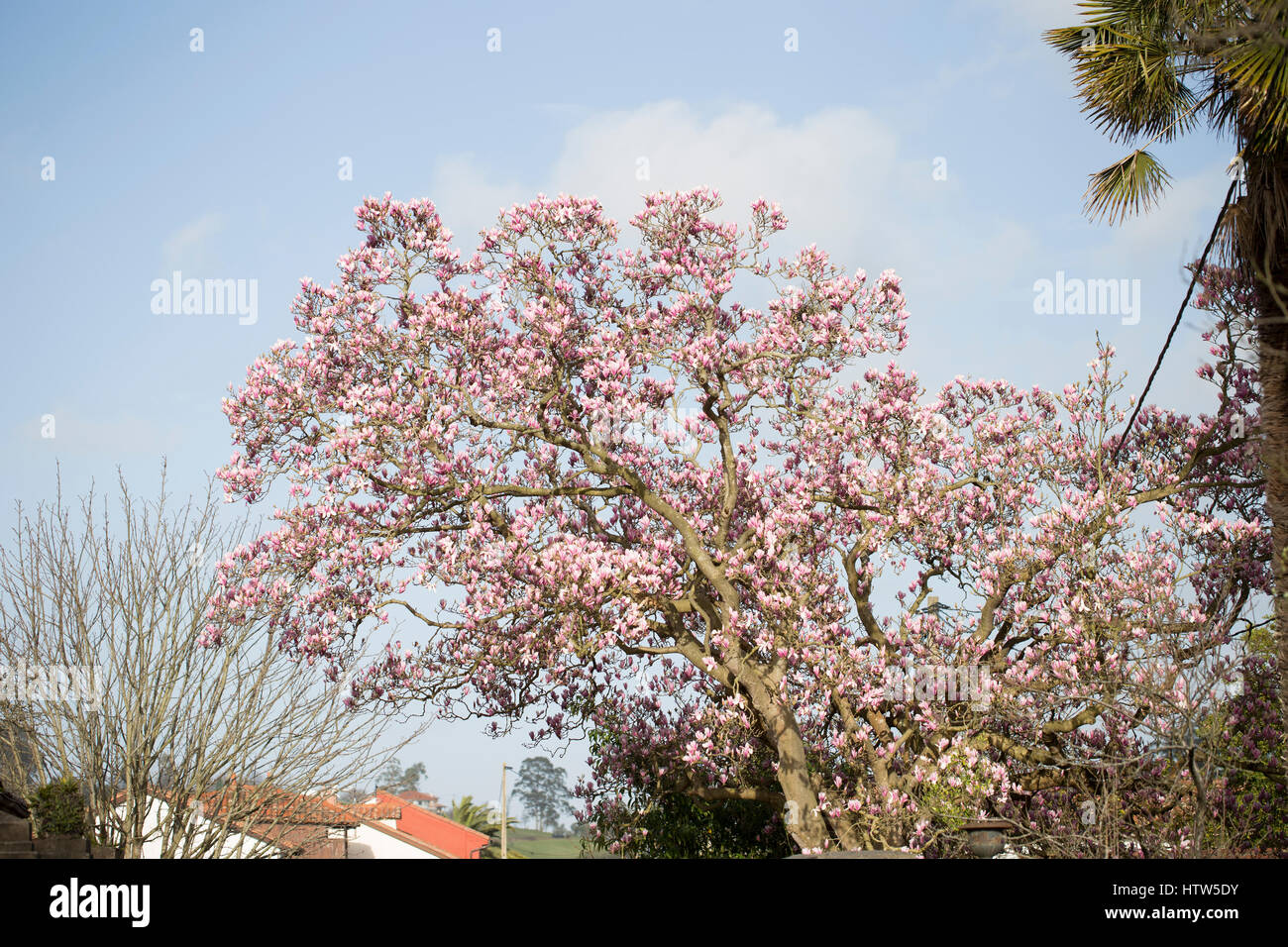 Pink magnolia tree Stock Photo - Alamy
