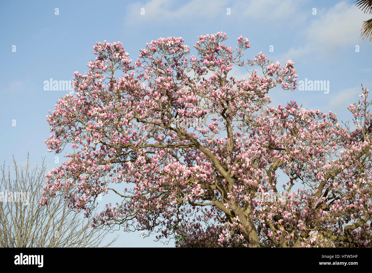 Pink magnolia tree Stock Photo - Alamy