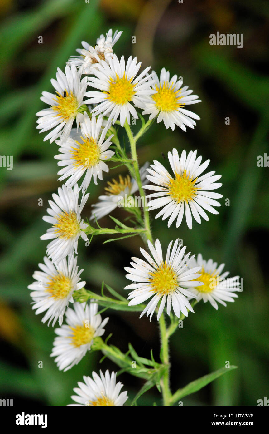 Flowers of Bellis sylvestris or the Southern Daisy Stock Photo - Alamy