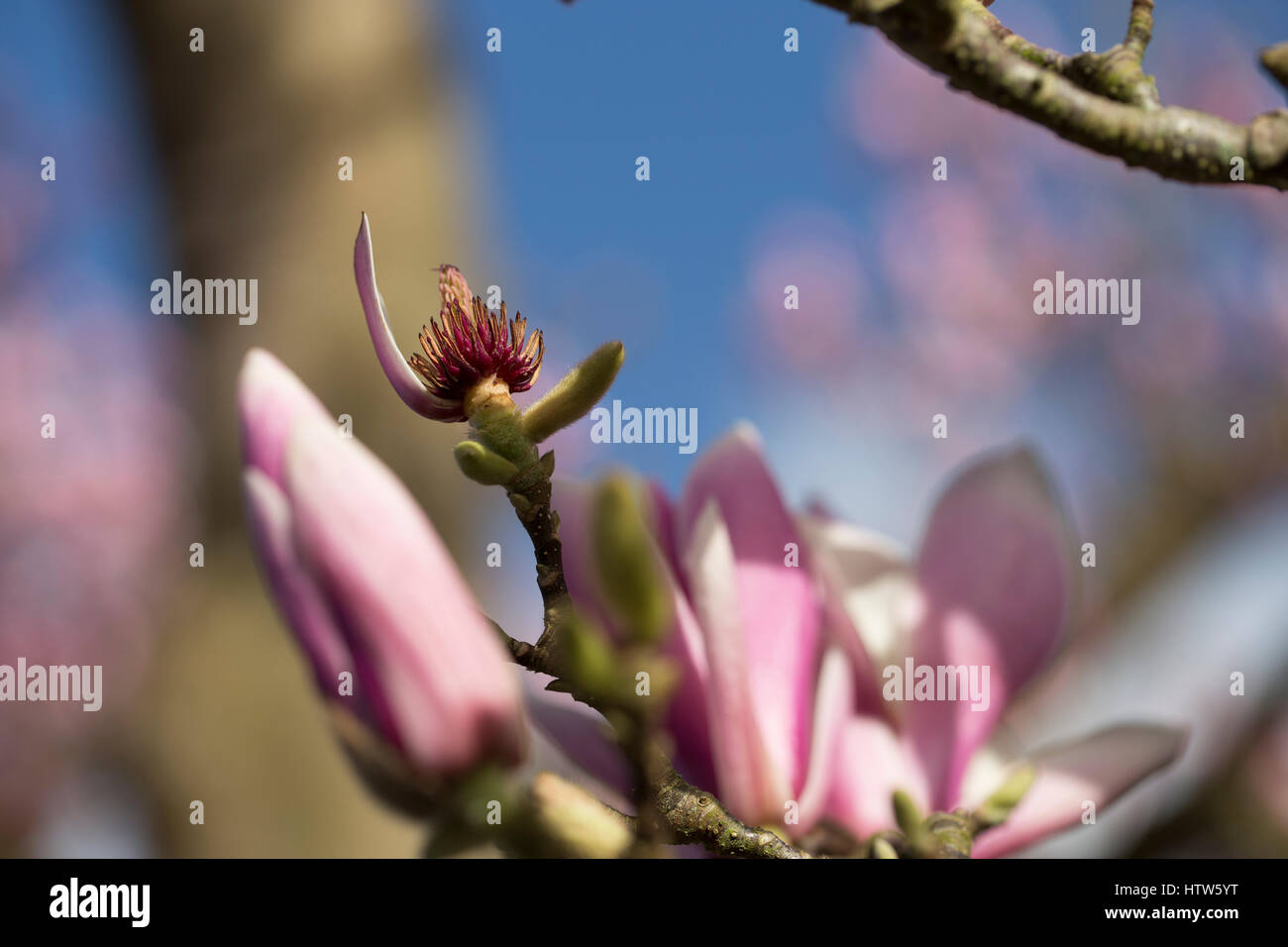 Pink magnolia tree Stock Photo - Alamy