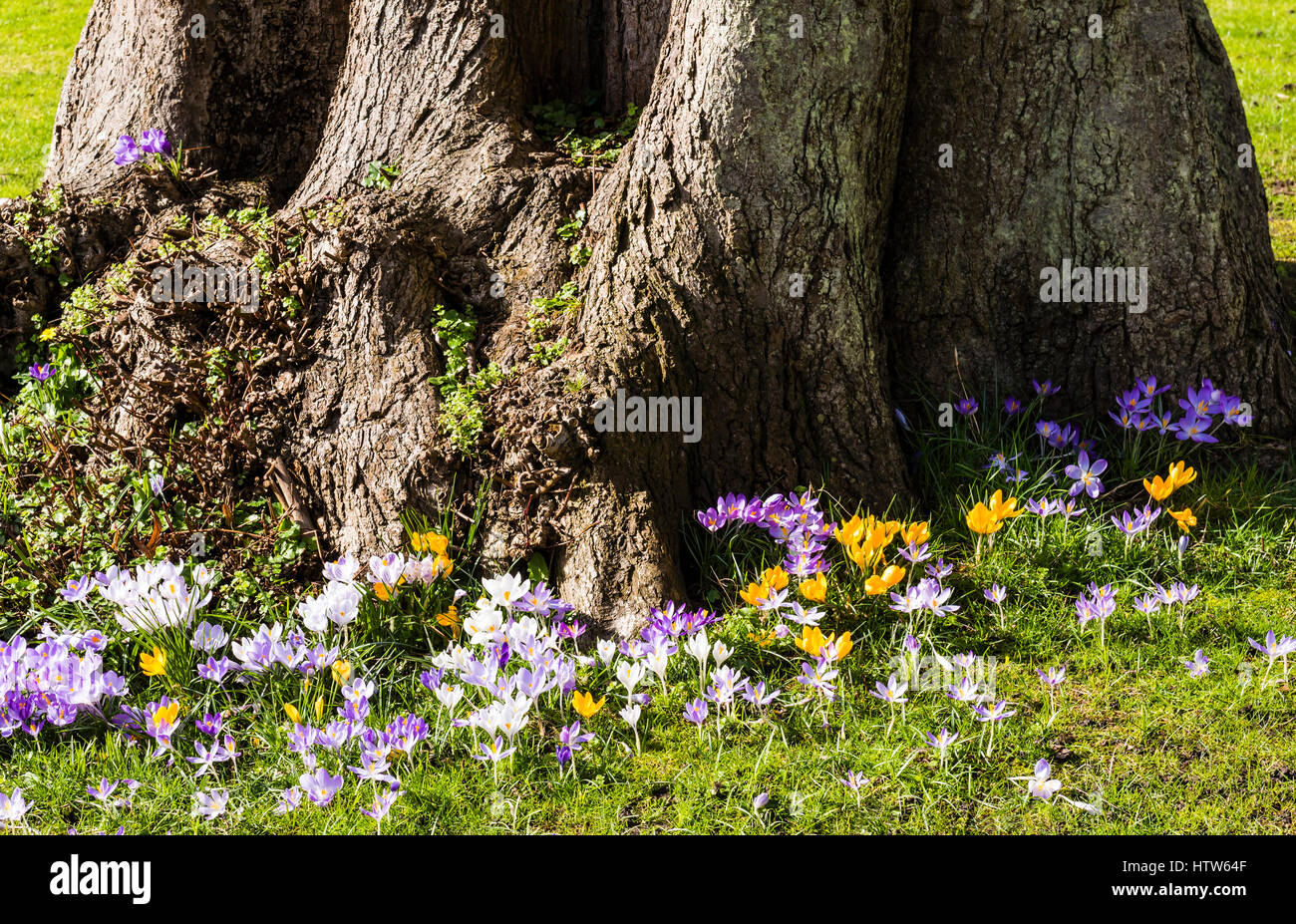 Dwarf oak tree hi-res stock photography and images - Alamy