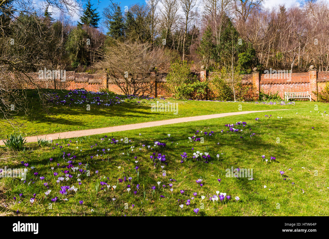 Crocus display in a walled garden at Chartwell, Kent, UK Stock Photo ...