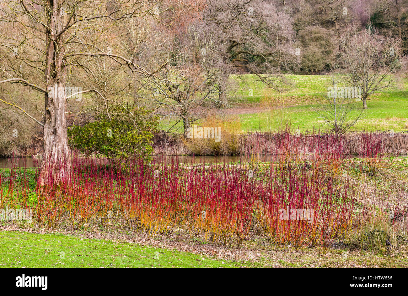 Landscape scene and red Cornus display at Chartwell, Kent, UK Stock ...
