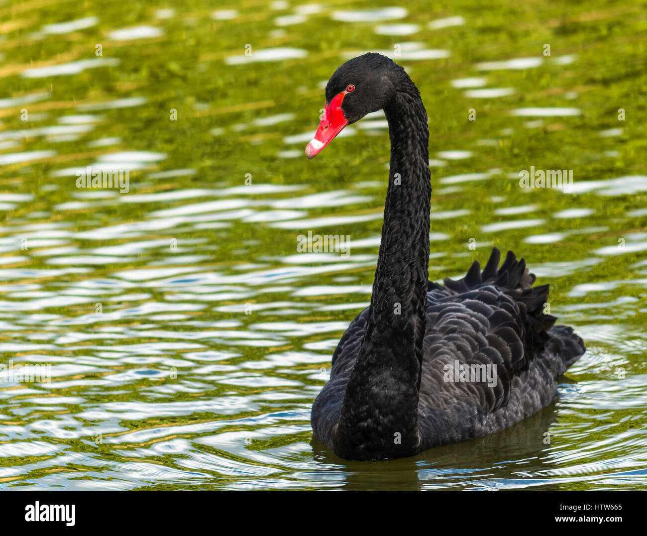 Chartwell gardens lake hi-res stock photography and images - Alamy