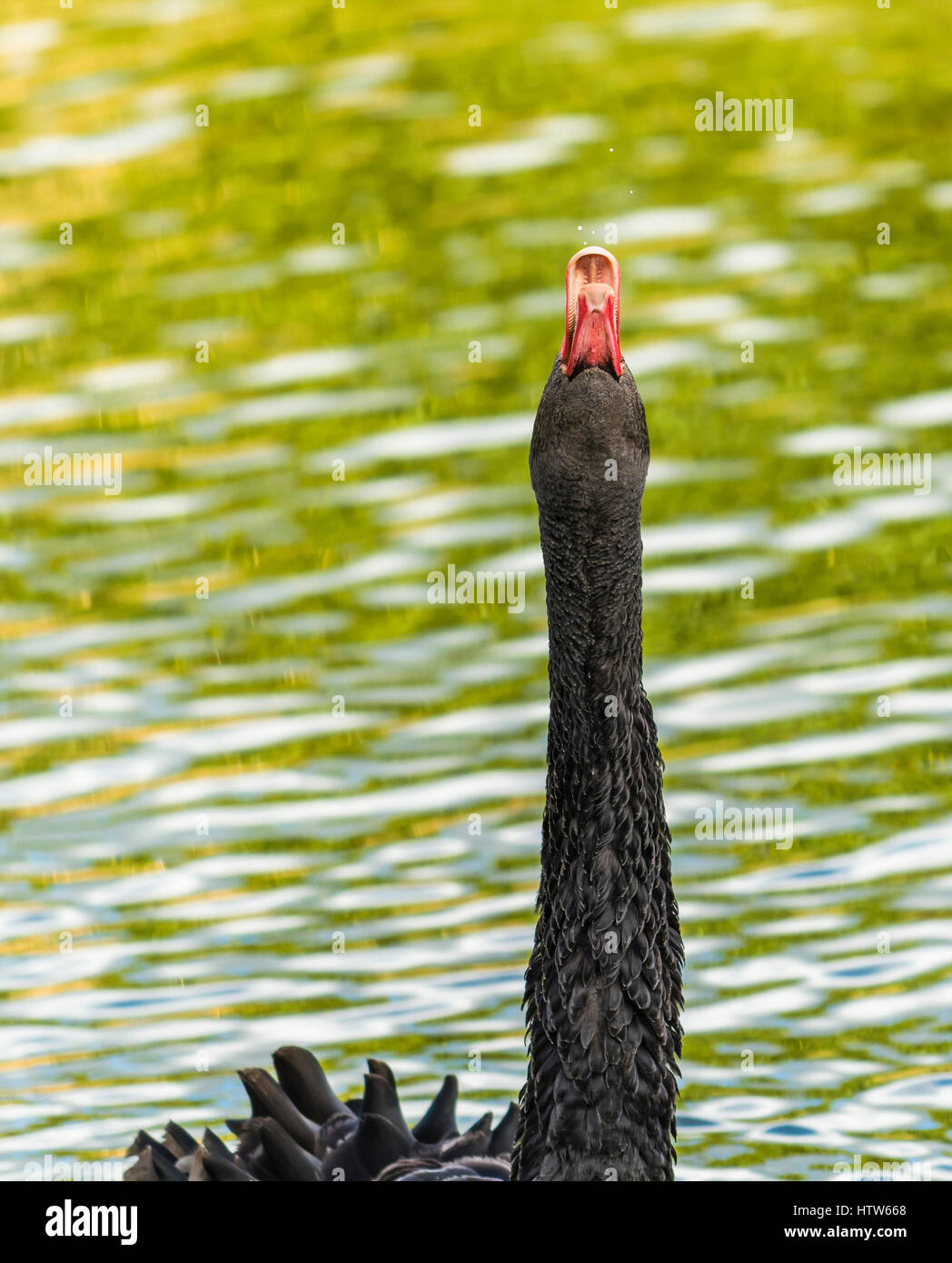 Heath noise hi-res stock photography and images - Alamy