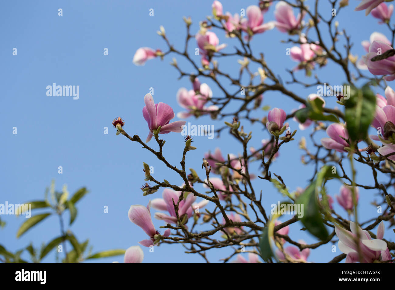 Pink magnolia tree Stock Photo - Alamy