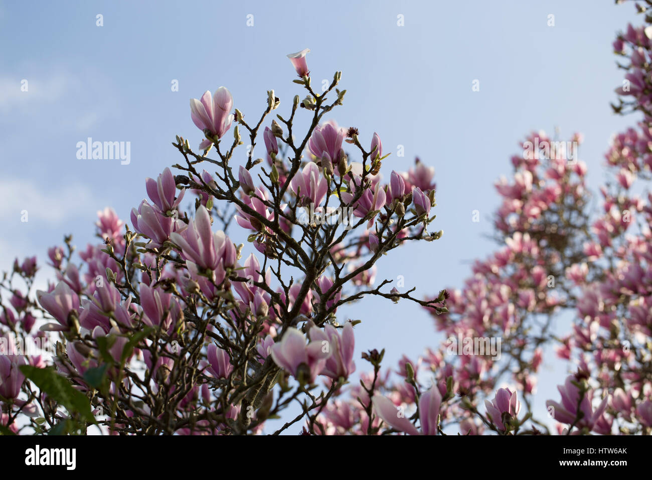Pink magnolia tree Stock Photo - Alamy