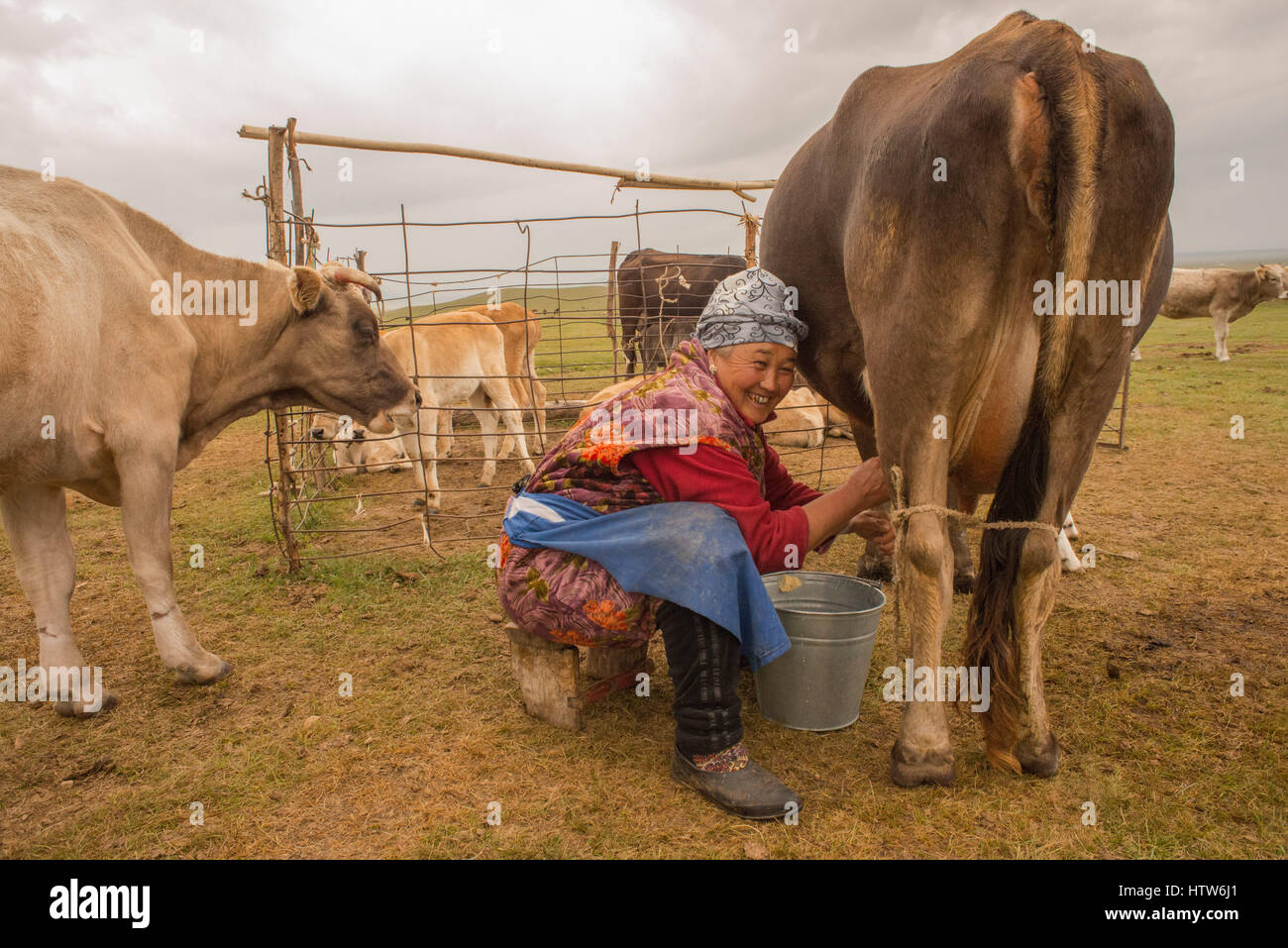 Woman milking cow hi-res stock photography and images - Alamy