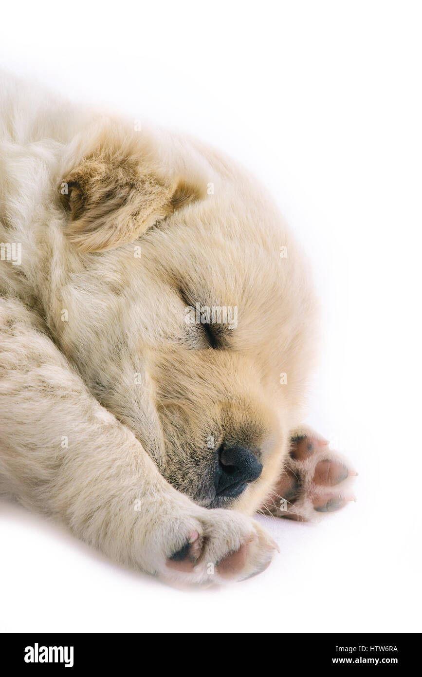 Close up shot of a cute four week old puppy showing head and front legs ...