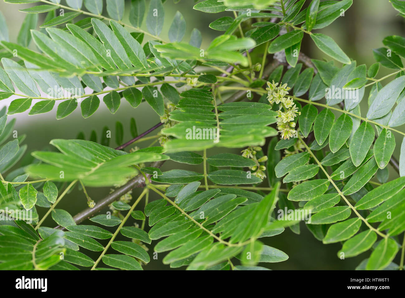 Fevier a trois epines hi-res stock photography and images - Alamy