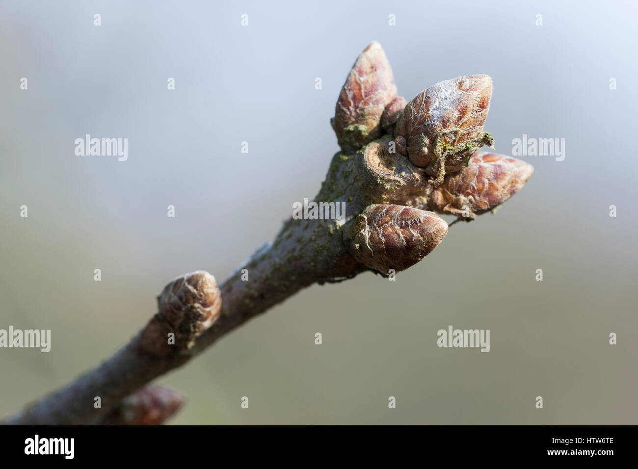 Eiche knospe hi-res stock photography and images - Alamy