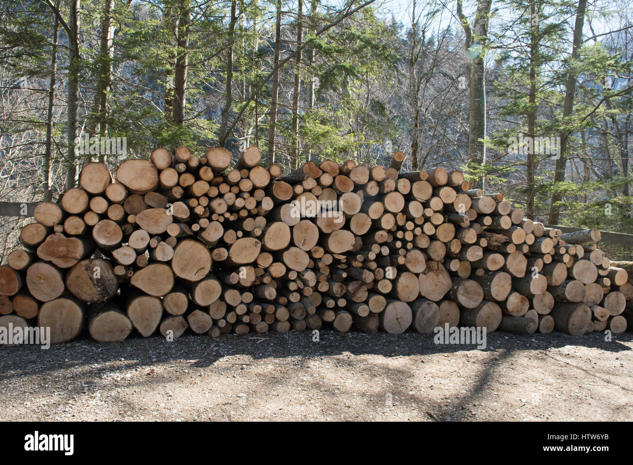 Stacked cut timber Stock Photo - Alamy