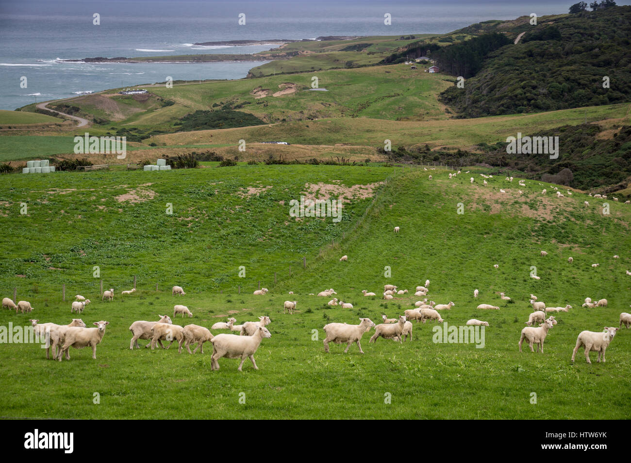 New zealand landscape sheep hi-res stock photography and images - Alamy