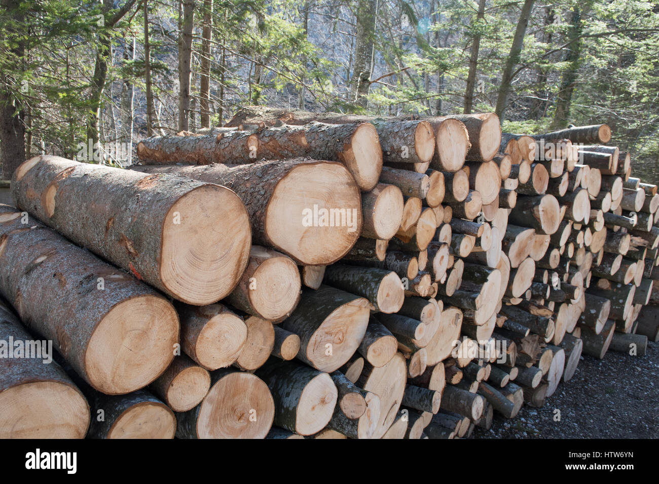 Stacked cut timber Stock Photo - Alamy