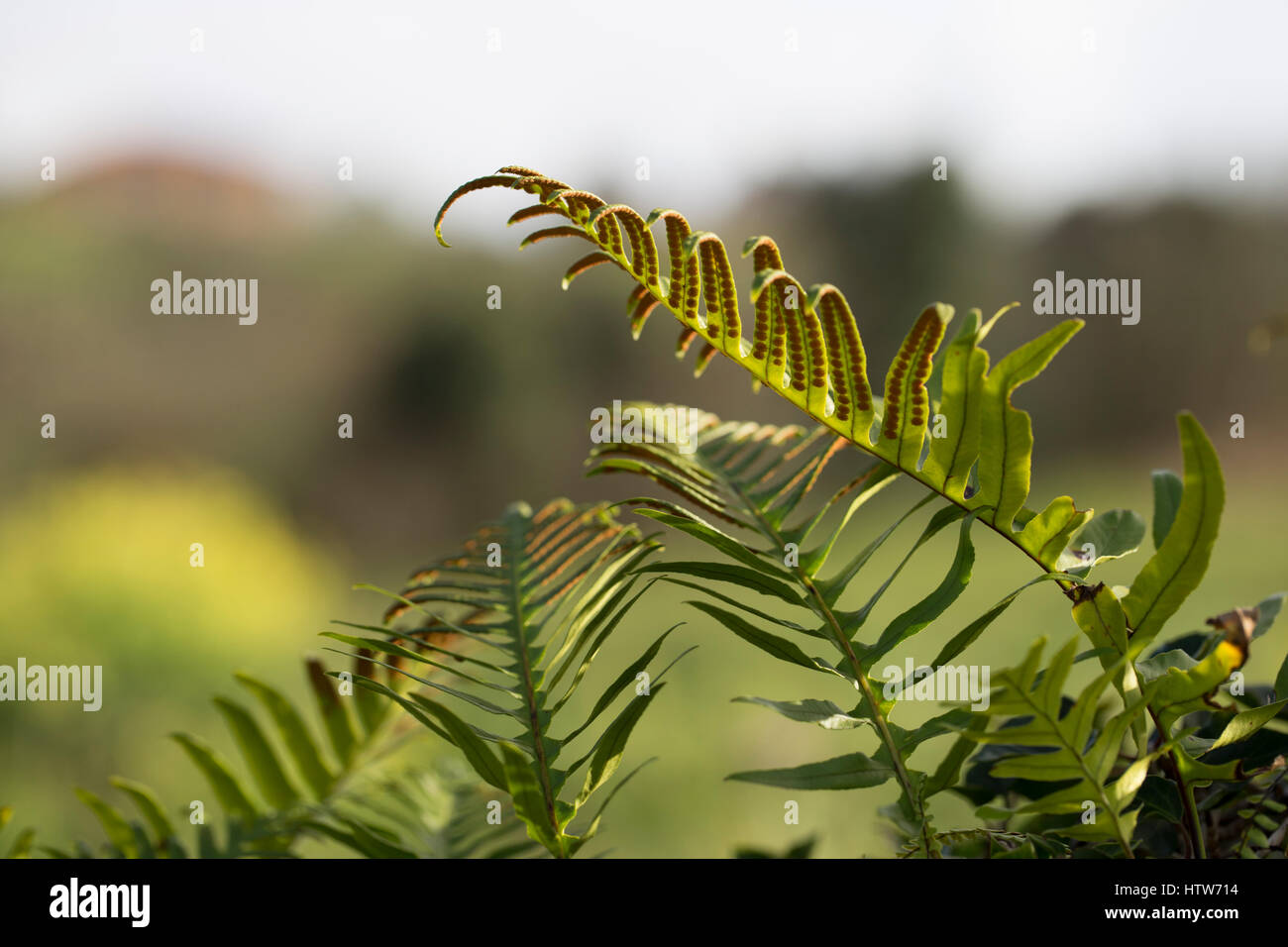 Wallpaper fern hi-res stock photography and images - Alamy
