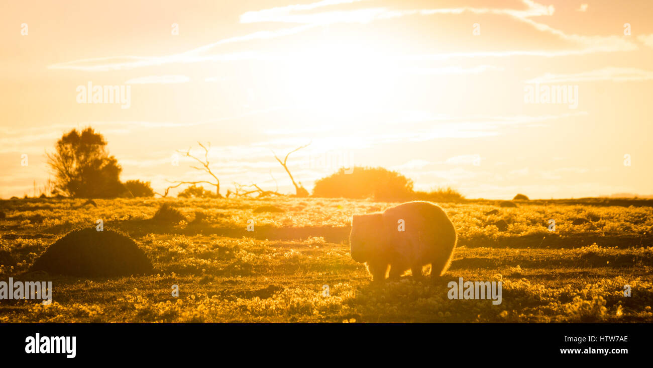 Australian native fauna hi-res stock photography and images - Alamy