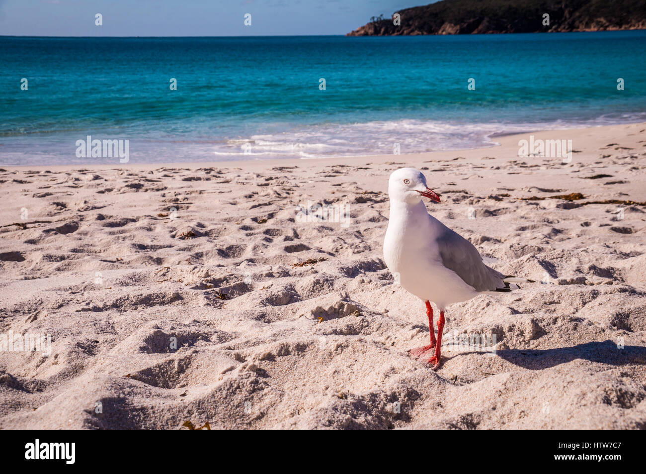 Sea gull on beach Stock Photo - Alamy