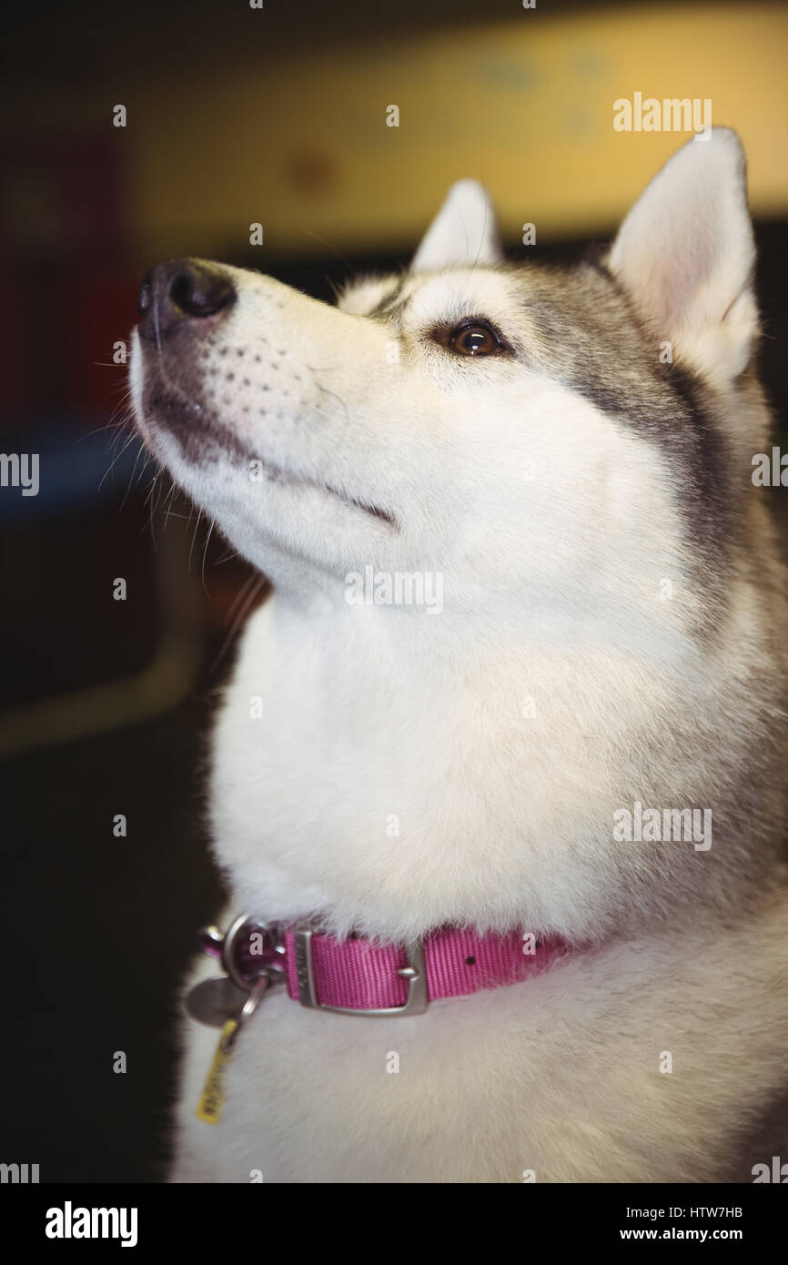 Curious siberian husky looking up Stock Photo - Alamy