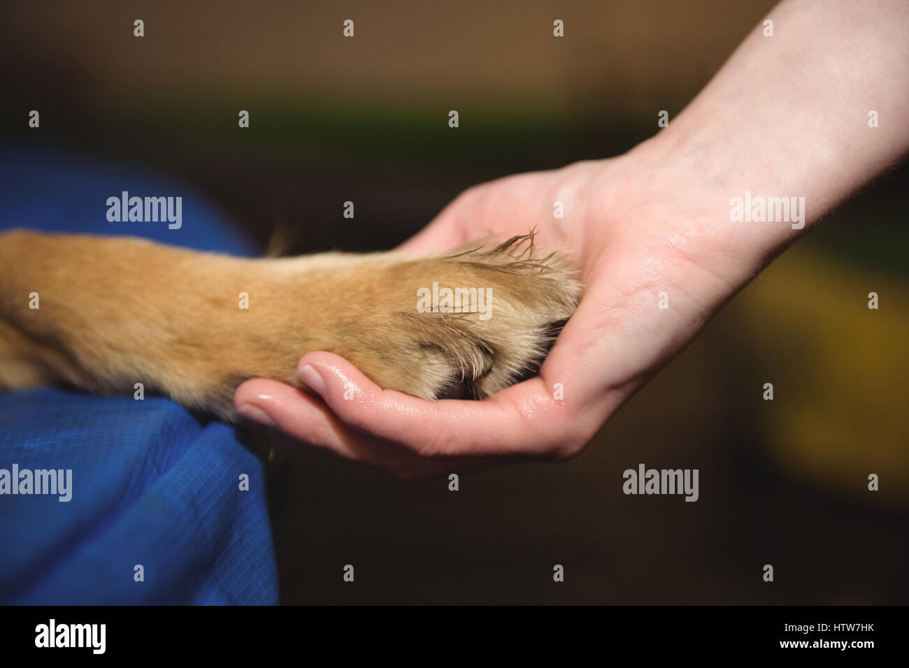 Female hand holding the paw of dog Stock Photo - Alamy