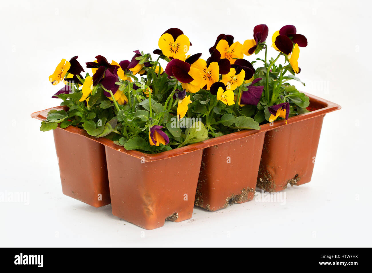 Six pack of flowers hi-res stock photography and images - Alamy