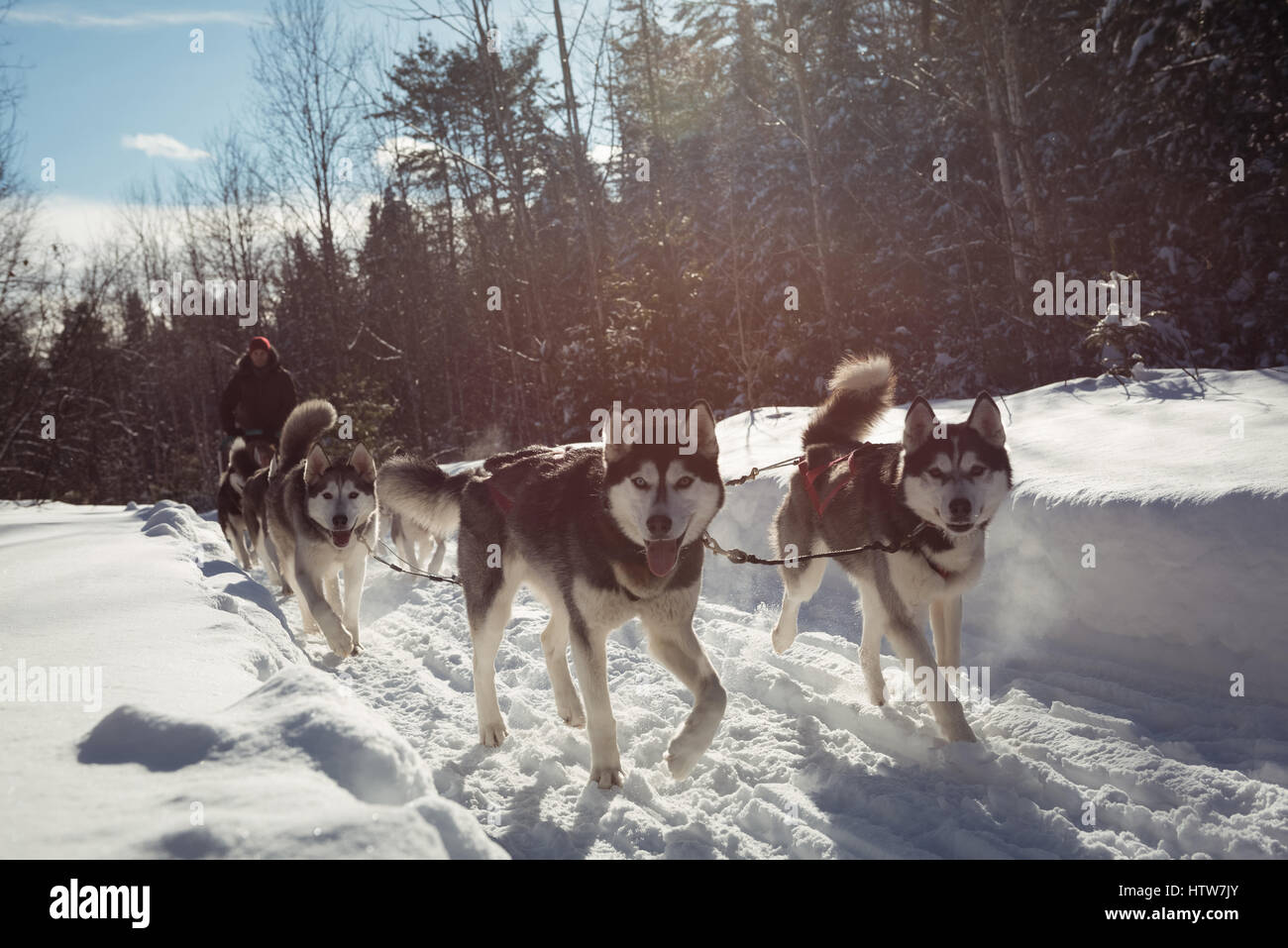 Siberian dog pulling sleigh carrying man Stock Photo - Alamy