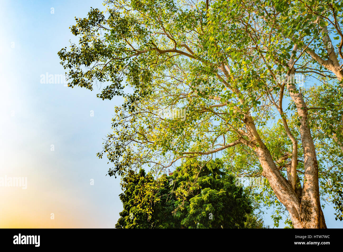 Giant stem of pterocarpus indicus tree against sun on summer day Stock ...