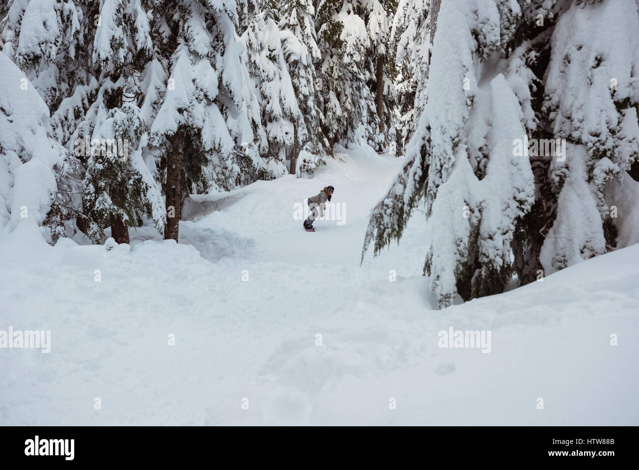 Woman snowboarding through snow covered pine trees Stock Photo - Alamy