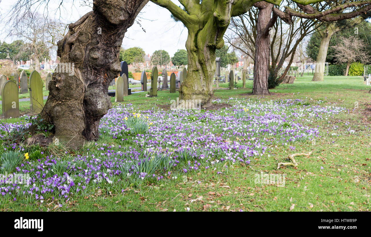 Daffodils flowers grave headstone hi-res stock photography and images ...