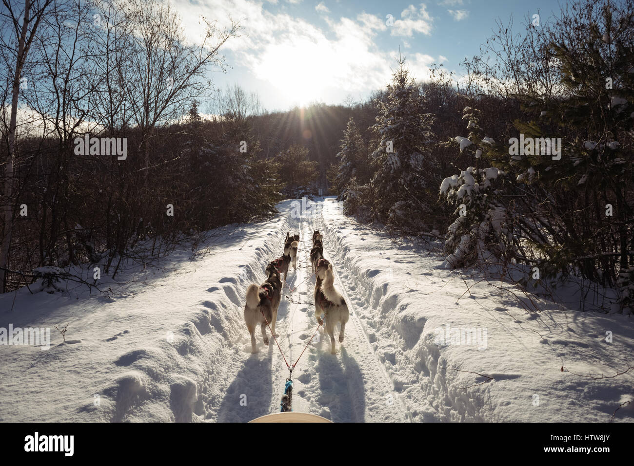 Husky dogs pulling sledge Stock Photo - Alamy