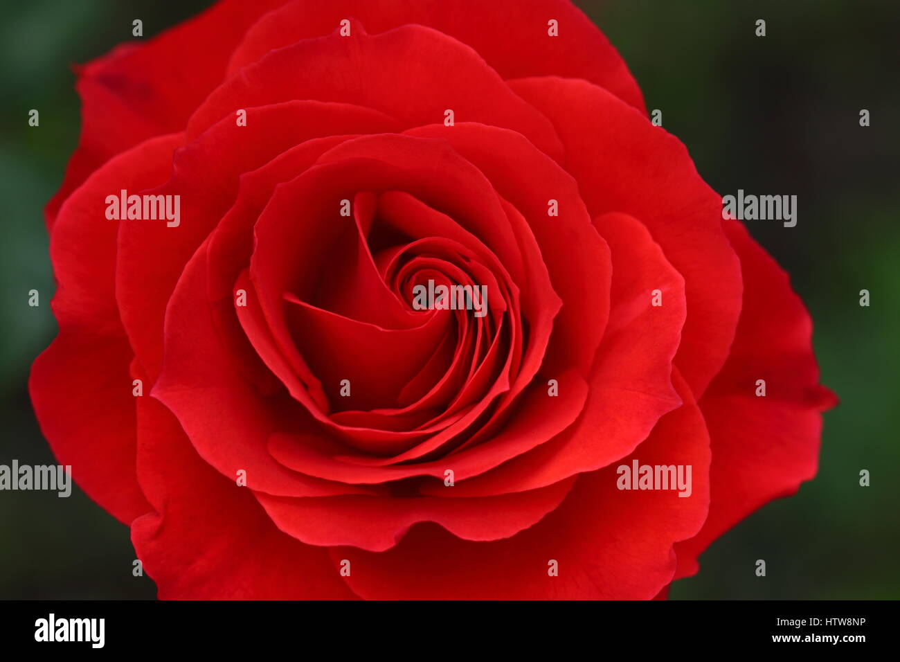 Beautiful Rose flower in the garden Stock Photo - Alamy
