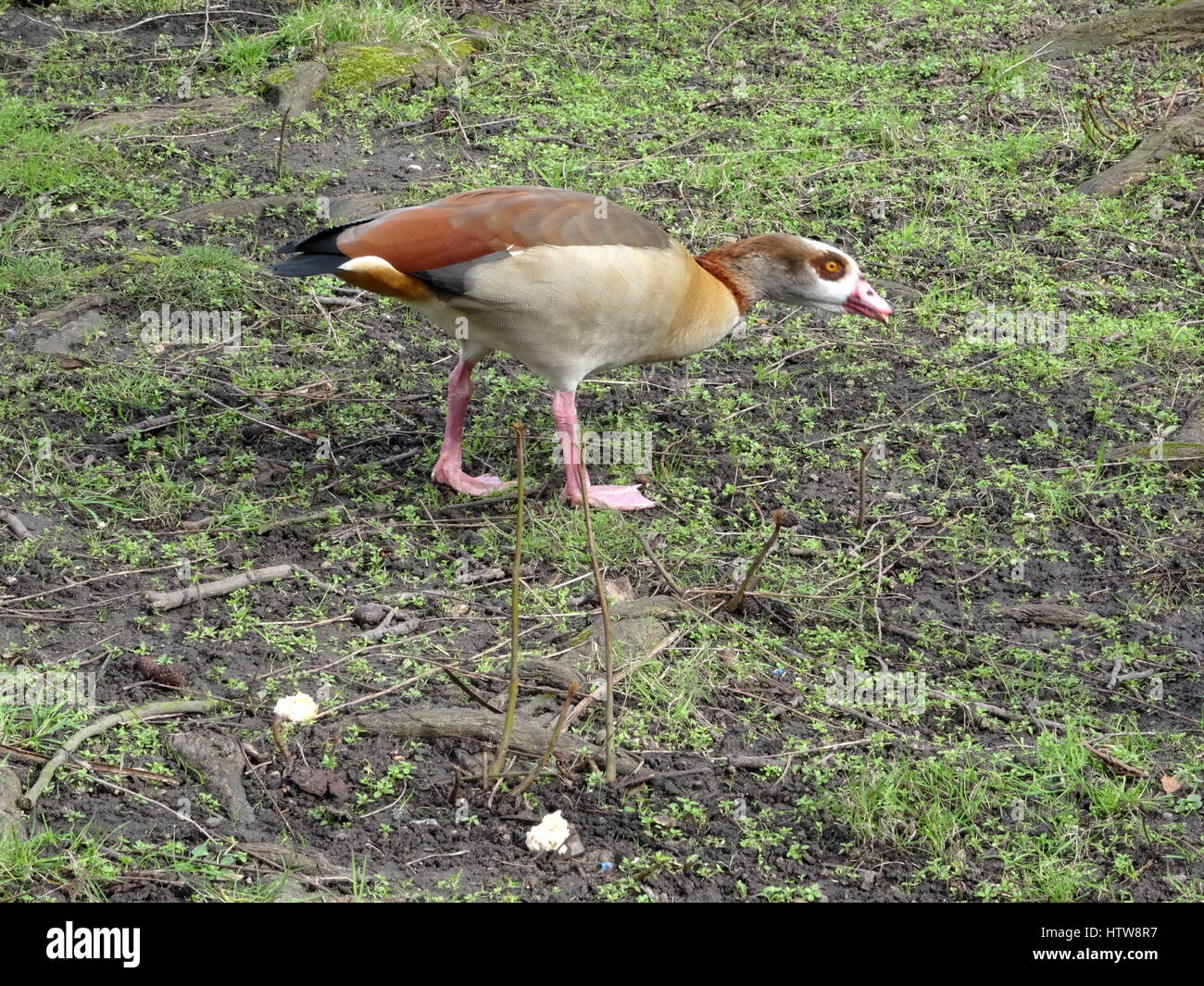 Foraging goose hi-res stock photography and images - Alamy
