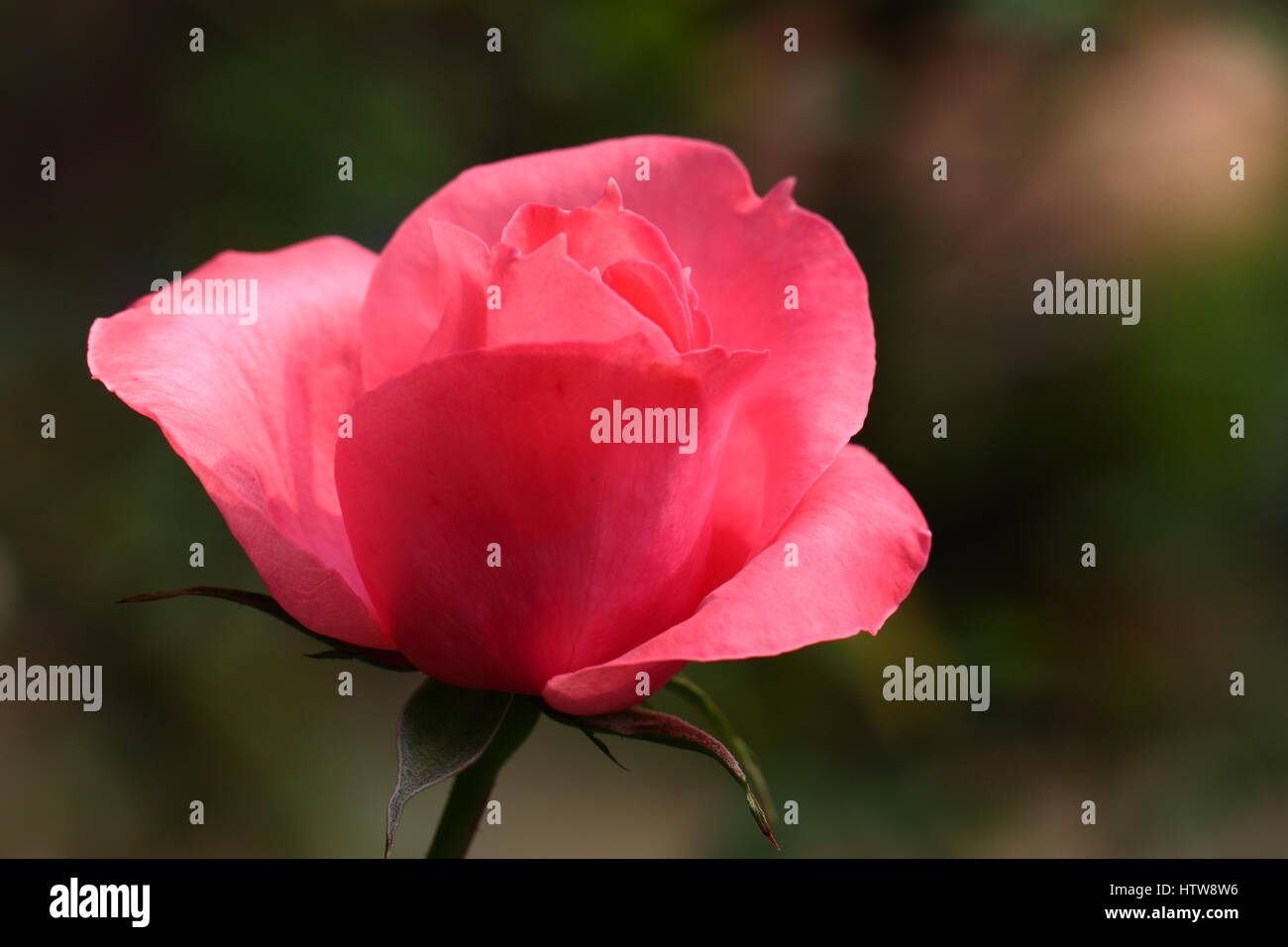 Beautiful Rose flower in the garden, Matilda Stock Photo - Alamy