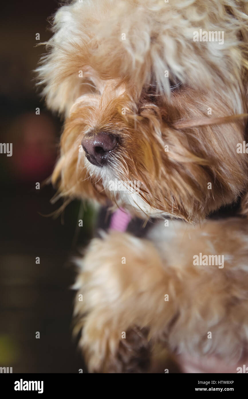 Close up toy poodle puppy hi-res stock photography and images - Alamy