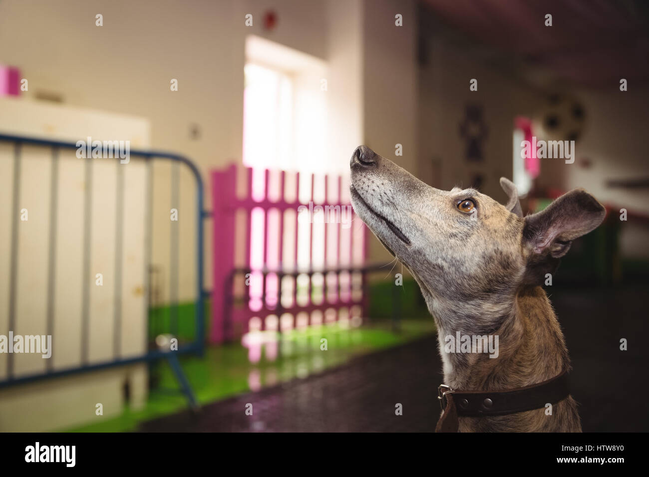 Grey greyhound hi-res stock photography and images - Alamy