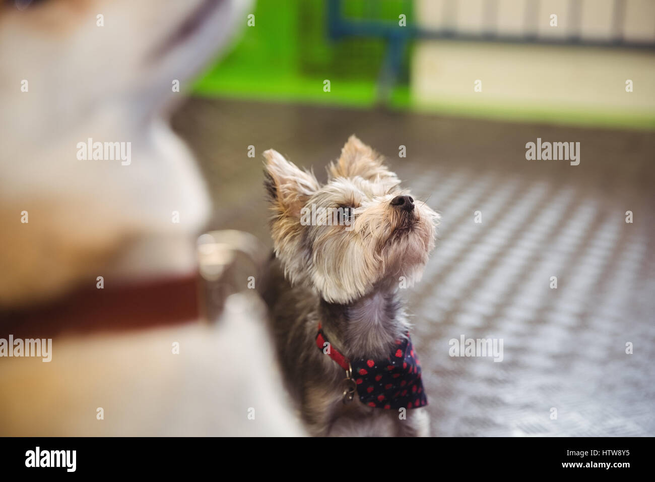 Close-up of yorkshire terrier puppy looking up Stock Photo - Alamy