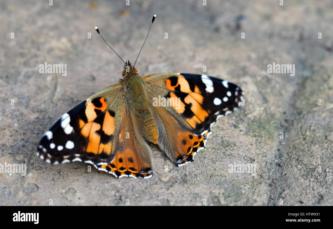 Tortoiseshell markings hi-res stock photography and images - Alamy