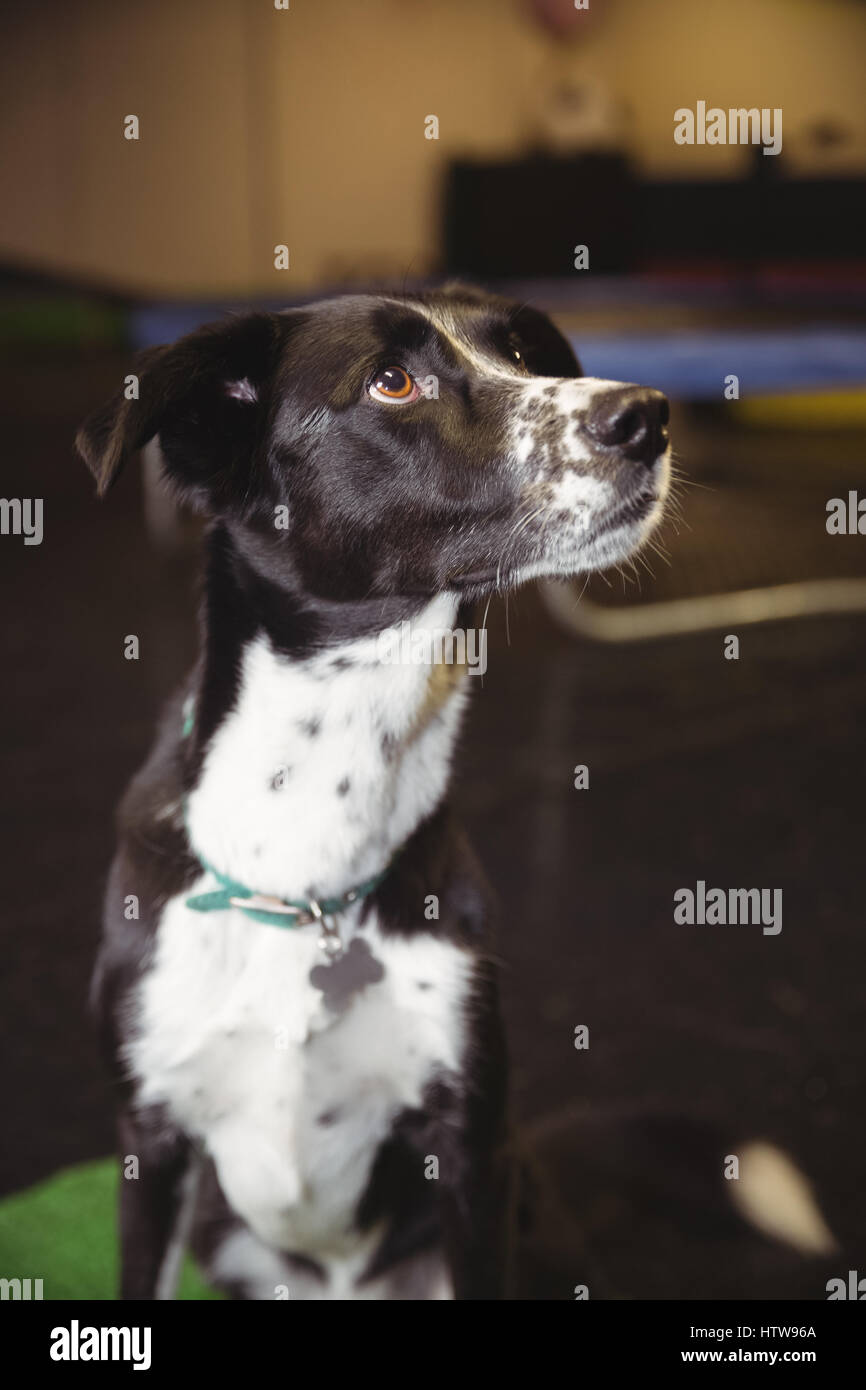 Curious dog looking up Stock Photo - Alamy