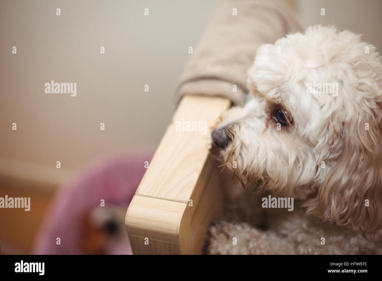 Close up toy poodle puppy hi-res stock photography and images - Alamy