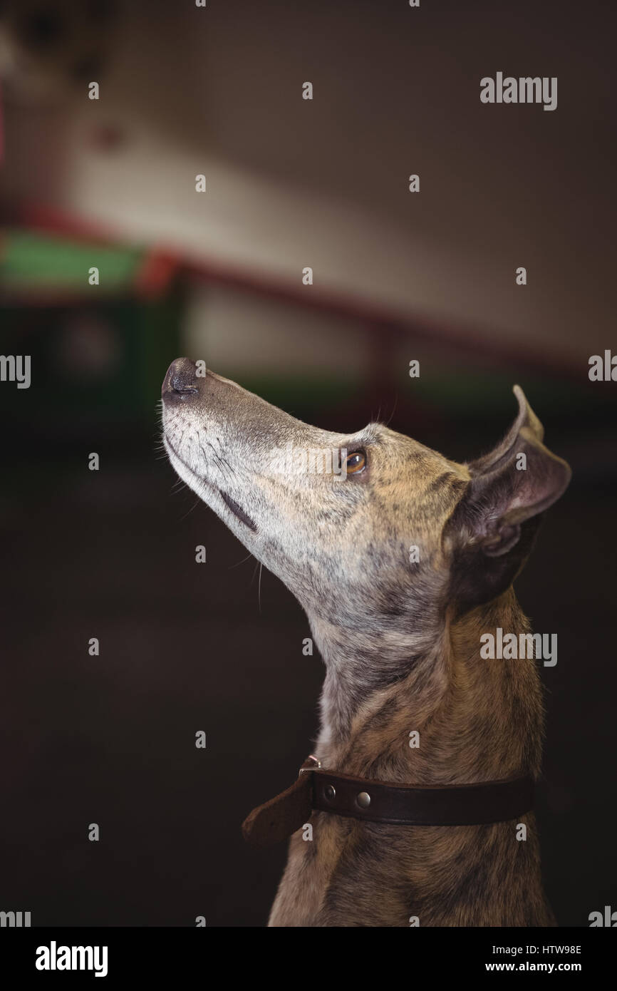 Curious greyhound dog looking up Stock Photo - Alamy