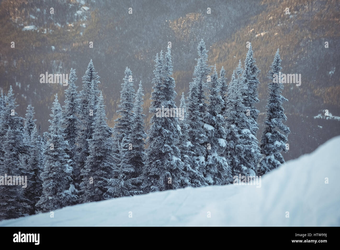 Pine trees snow slope hi-res stock photography and images - Alamy