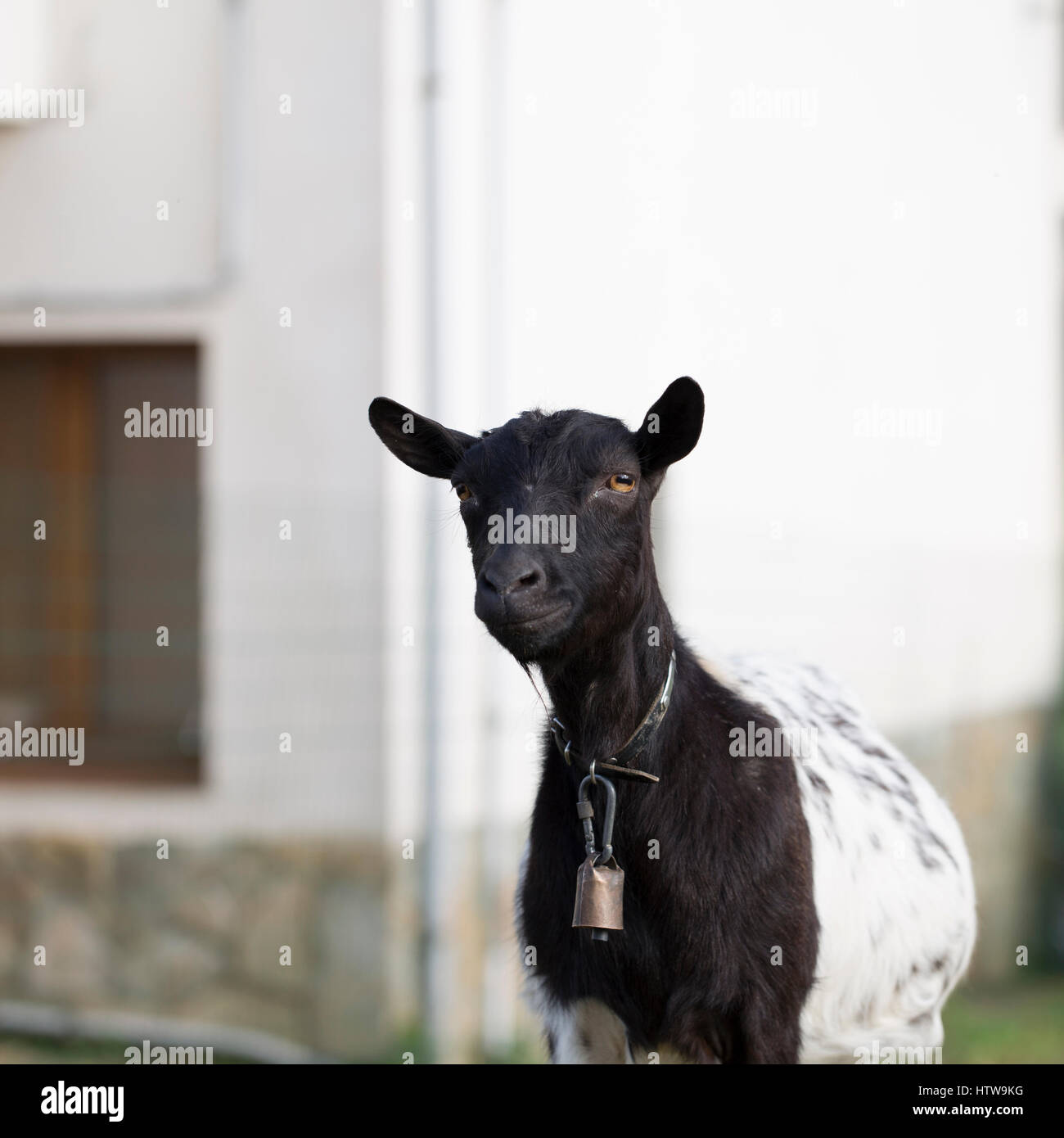 Female goat hi-res stock photography and images - Alamy