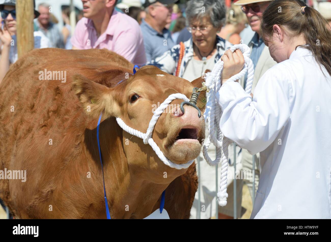 Farmer market beef hi-res stock photography and images - Alamy