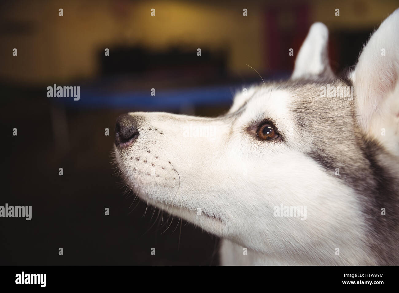 Curious siberian husky looking up Stock Photo - Alamy
